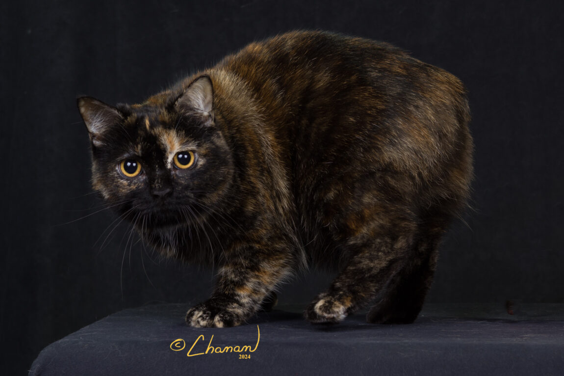 Say Hello to our Lovely Manx Ladies – Deydream Manx